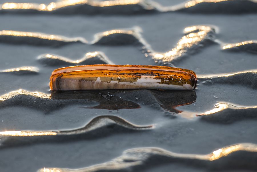 St. Peter-Ording feiert die Naturerlebniswoche - be-outdoor.de